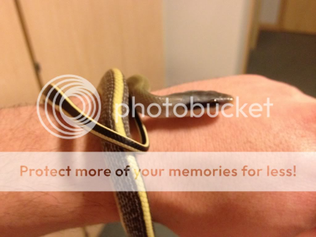 Ridley's Cave Racer | Reptile Forums