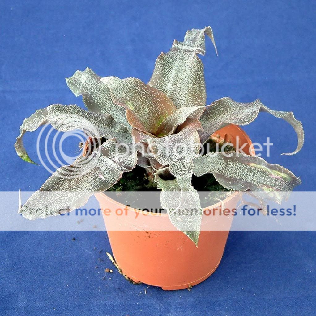 Stunning Live Terrarium Plants: Cryptanthus (Earthstars) | Reptile Forums