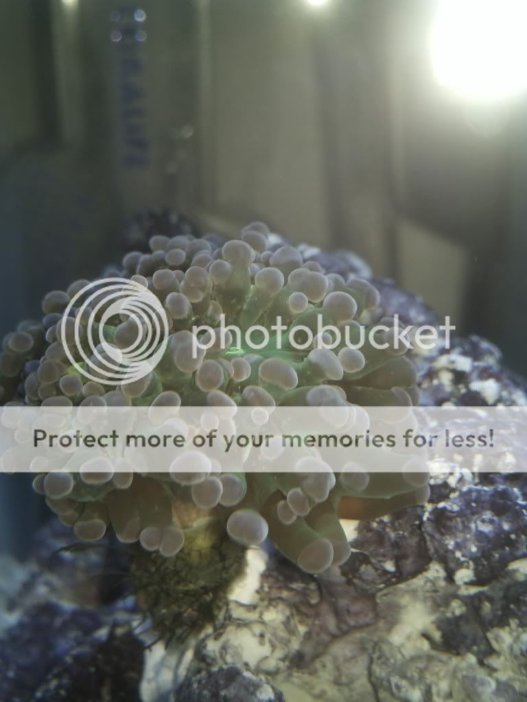 tiny white specks on frogspawn - Pest and Disease Treatments - Nano ...