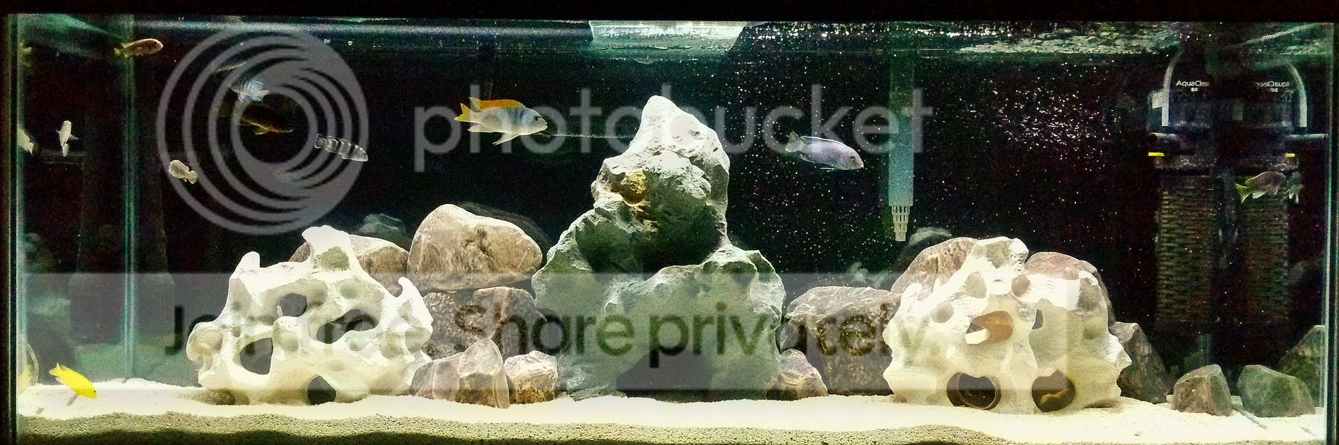Tank Cracked | Cichlid Fish Forum